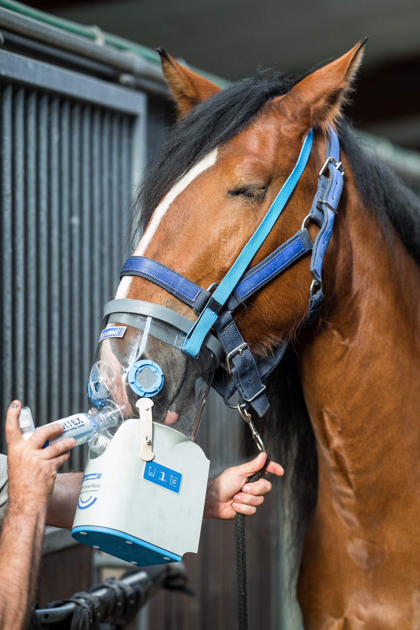 Equine Reha-Zentrum – Inhalationstherapie Pferde